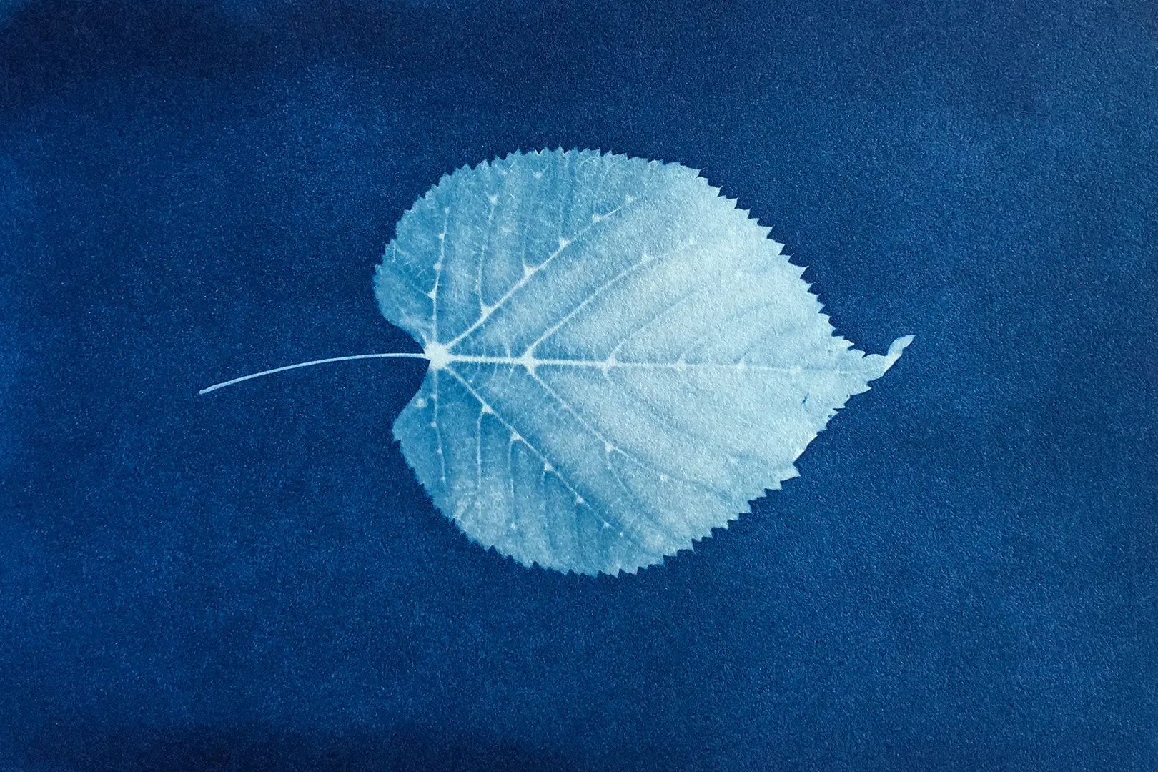 Cyanotypes - Rozenn Photo